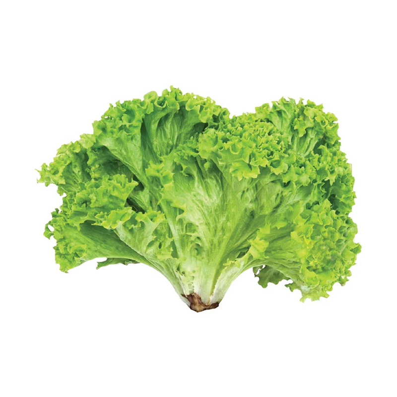 Alface Hidroponica Crespa Un Verde é aqui na Barcelos